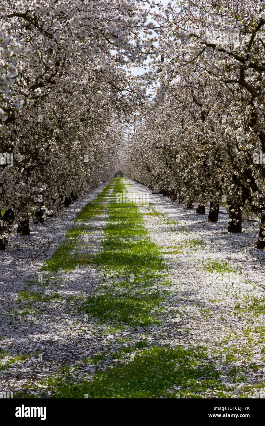 Agriculture - Looking down between rows of almond trees in full bloom ...