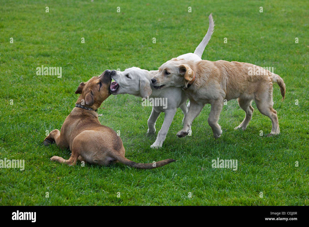 Young dogs (Canis lupus familiaris) having fun by playing, chasing and ...