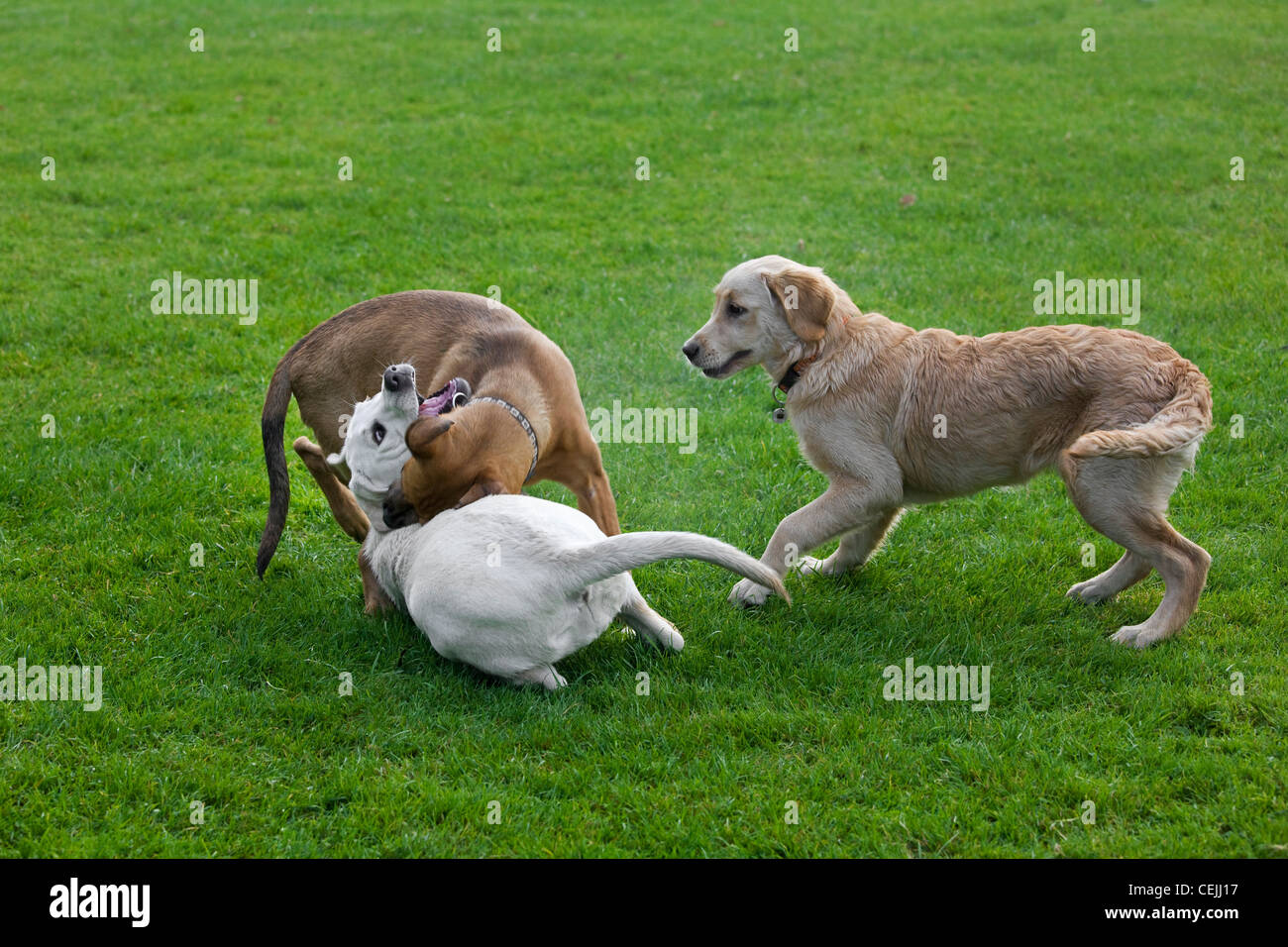 Young dogs (Canis lupus familiaris) having fun by playing, chasing and ...