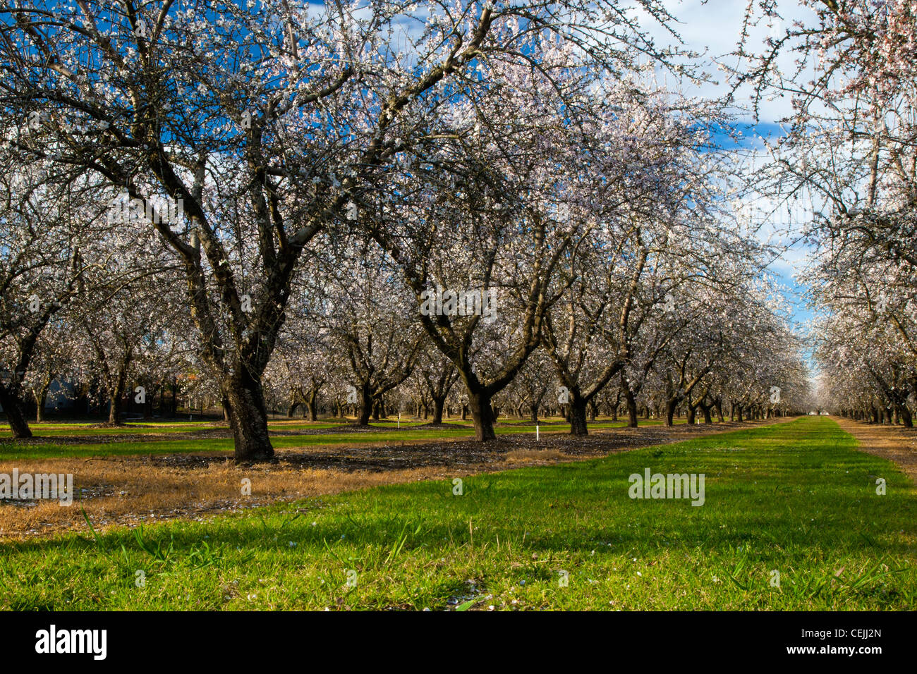 Almond grove california hi-res stock photography and images - Alamy