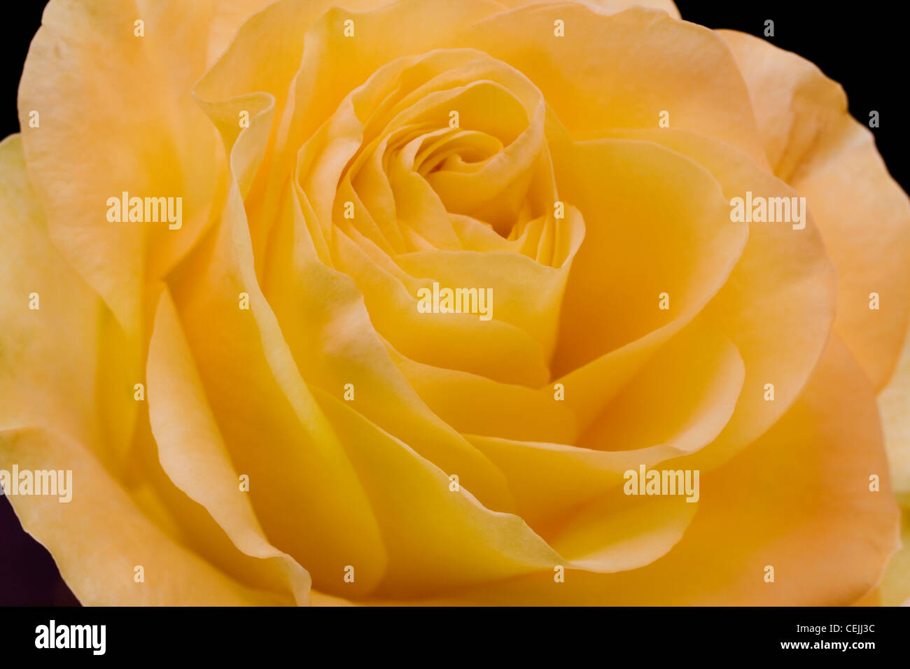 Yellow rose hi-res stock photography and images - Alamy