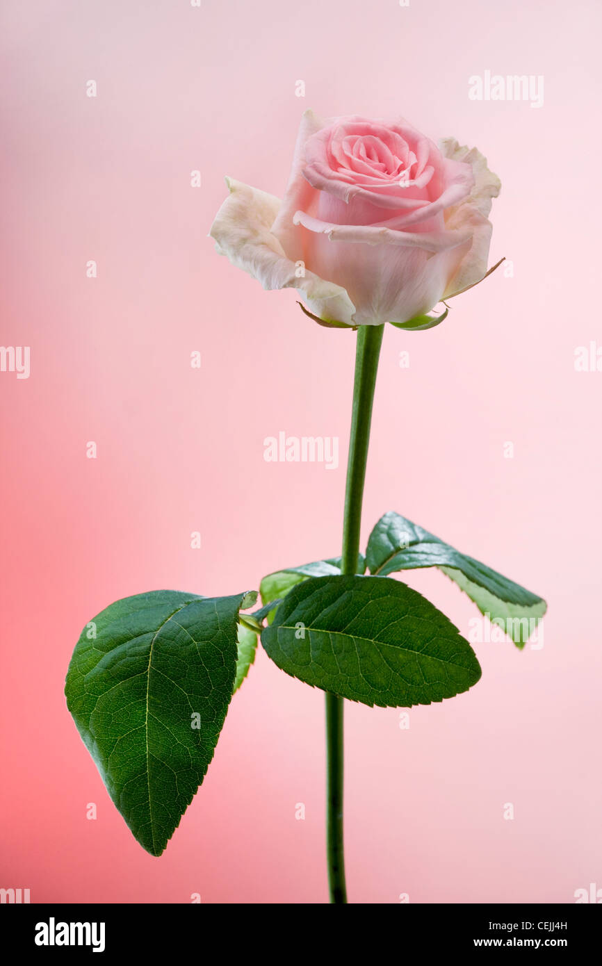 Pink Rose Picture