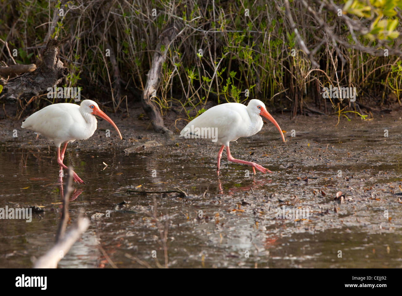 White Ibis, Florida, Florida Keys, USA Stock Photo - Alamy