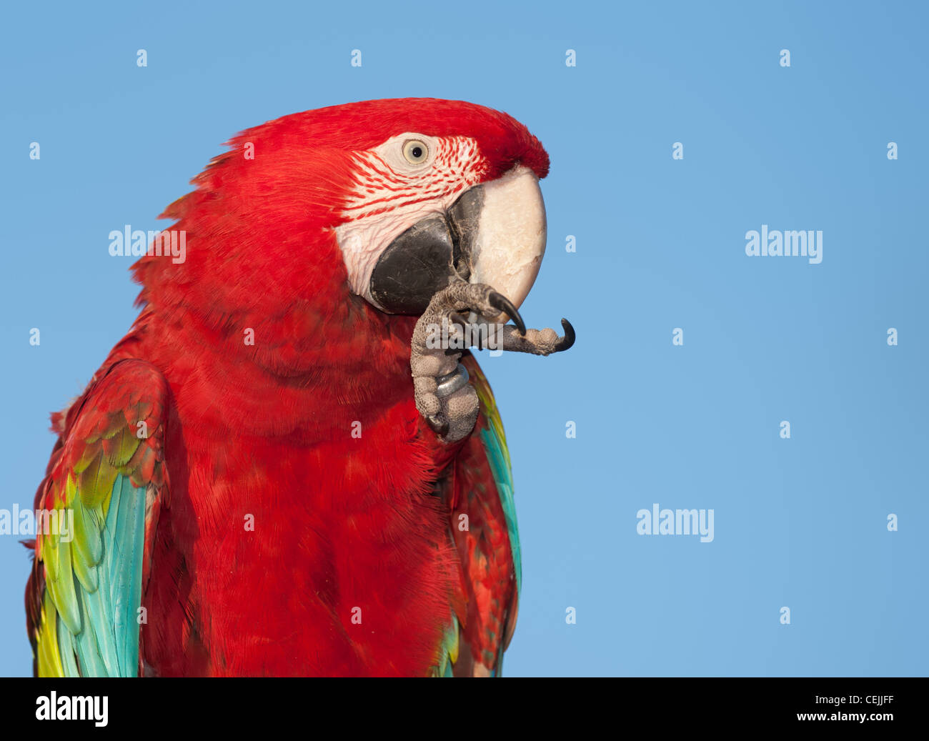 Scarlet macaw (Ara macao) with raised foot Stock Photo - Alamy