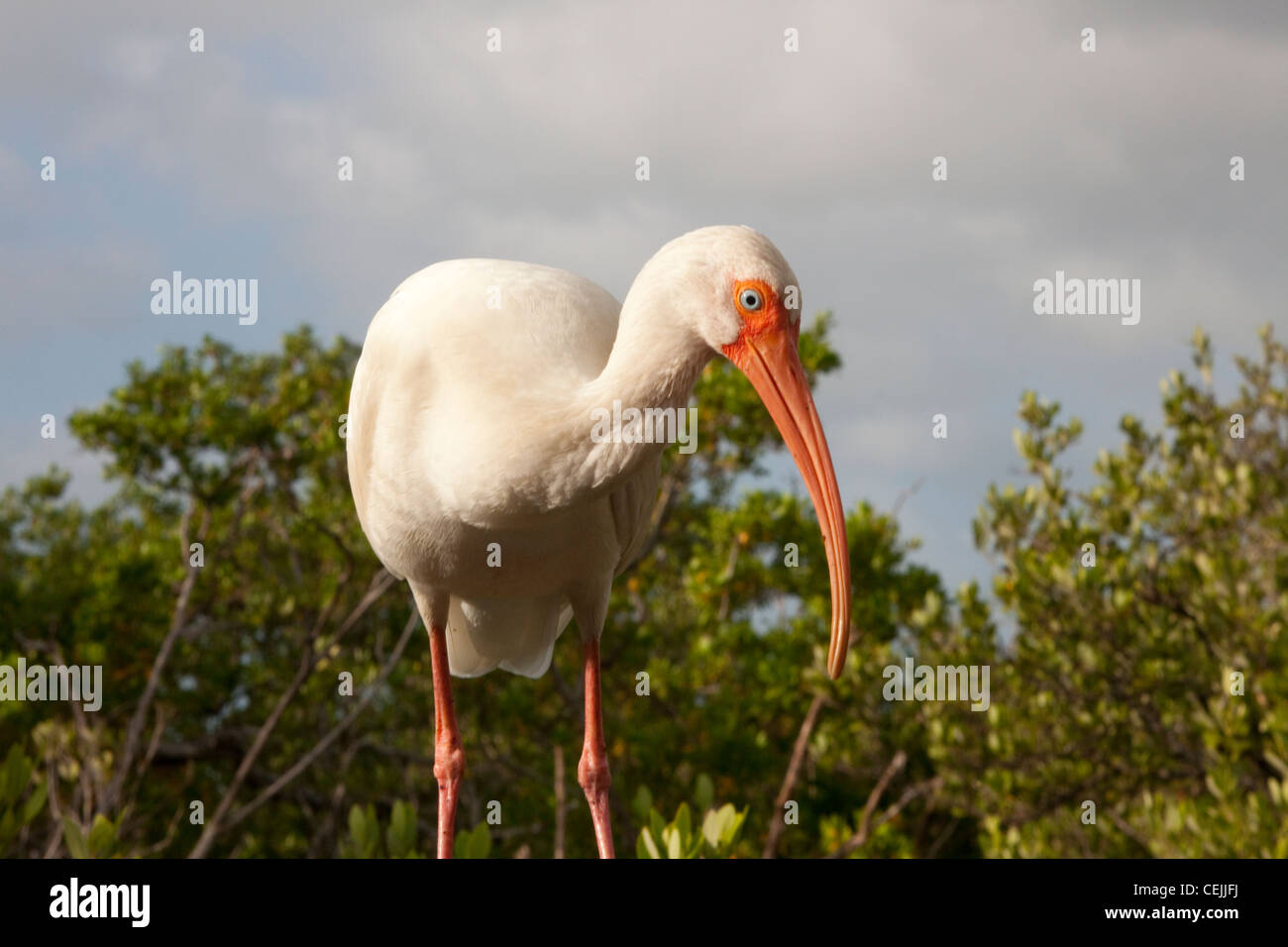 White Ibis, Florida, Florida Keys, USA Stock Photo - Alamy