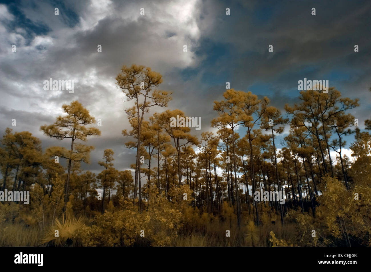 Sunset over swamp lake scene at the Everglades National Park, Florida ...