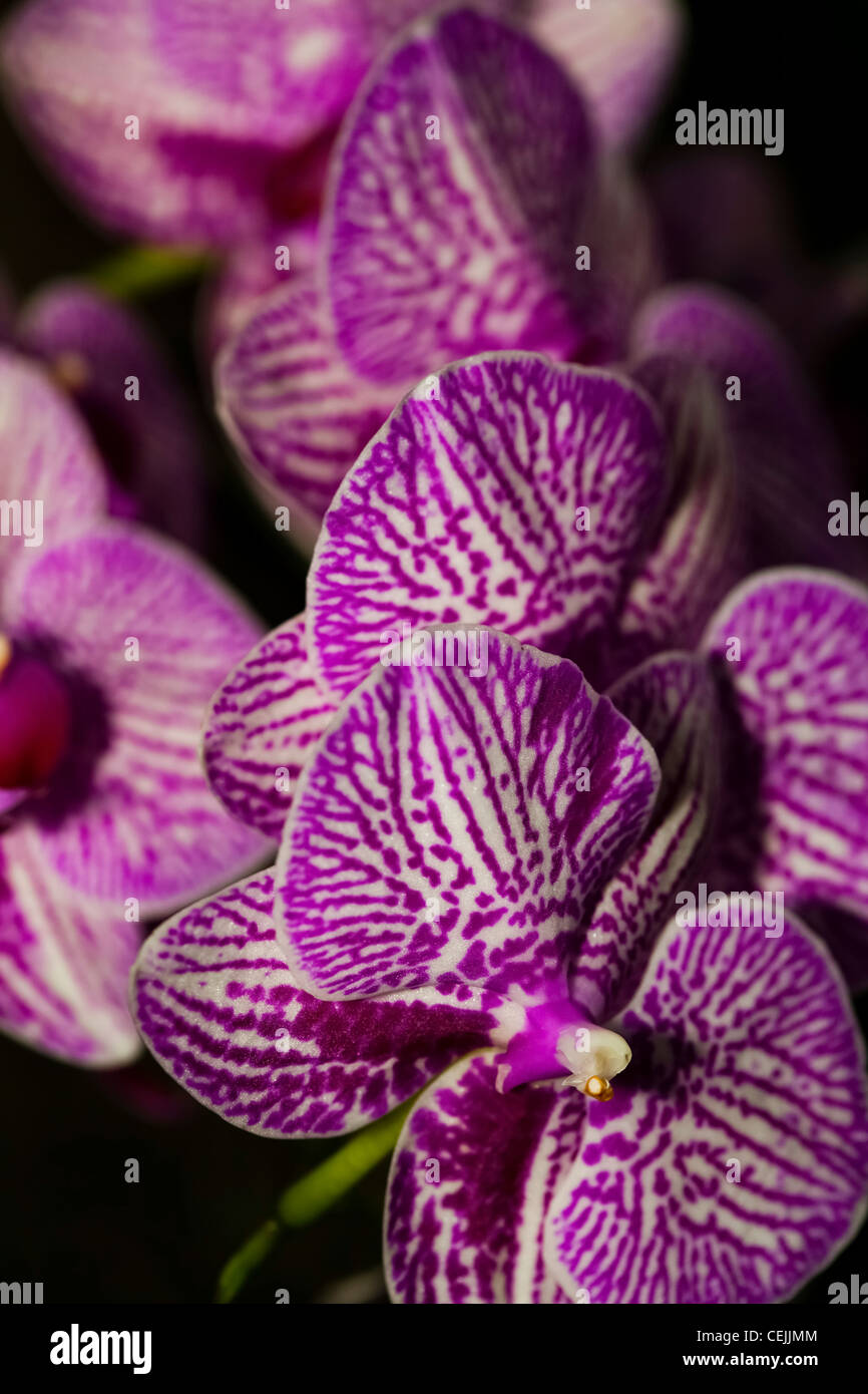 Close up of a purple spotted orchids, Orchidaceae (Angiospermae Stock ...
