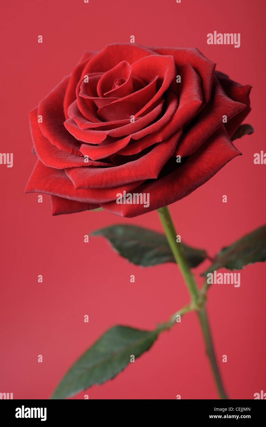 Still life image of a red rose Stock Photo - Alamy