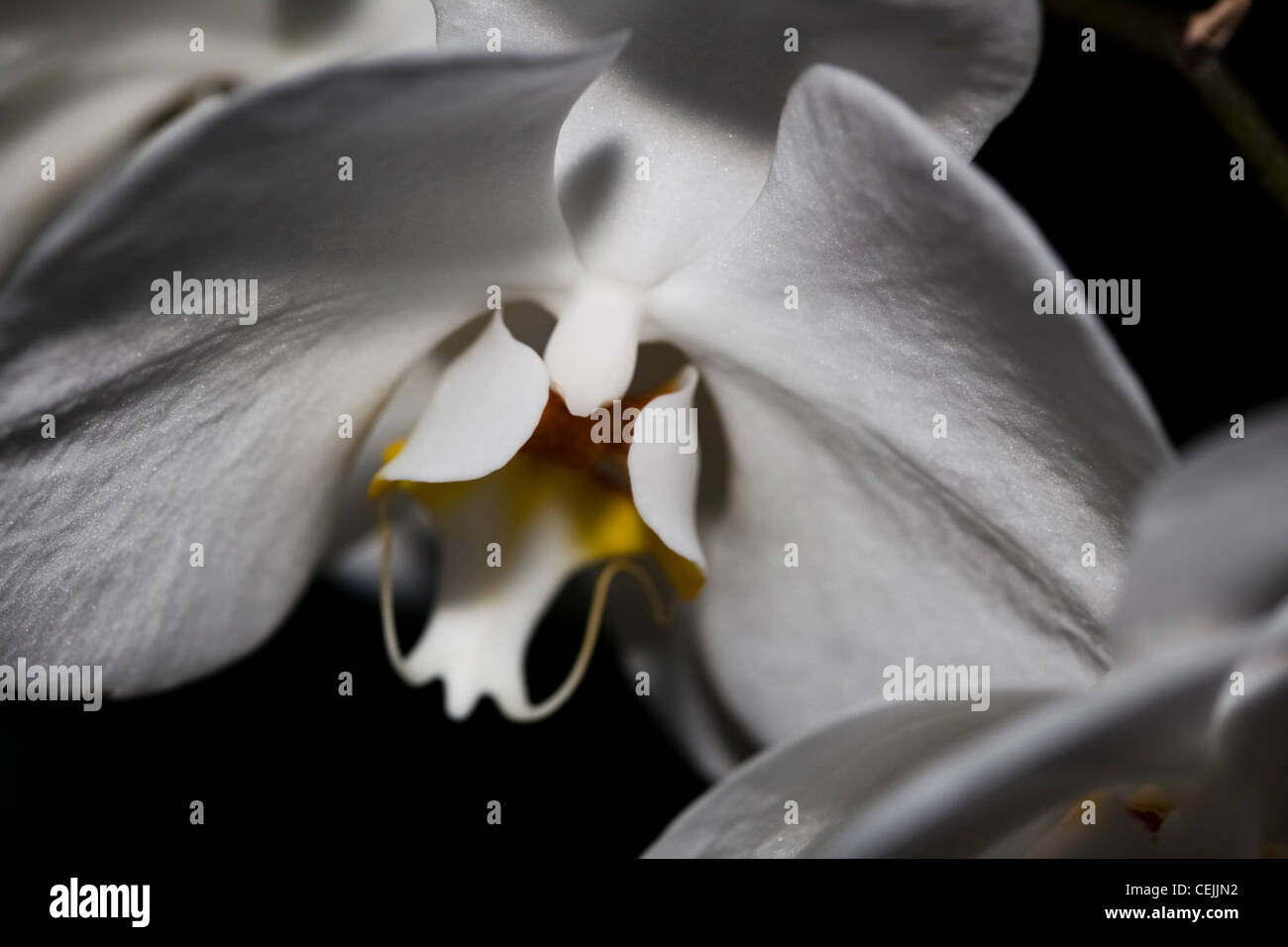 Gmelina leichhardtii - White Beech Stock Photo - Alamy