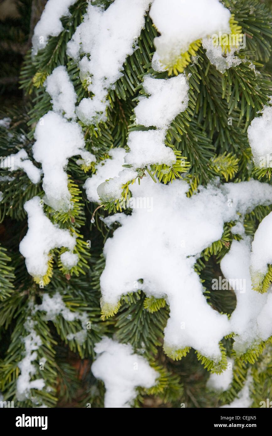British country garden tree hi-res stock photography and images - Alamy