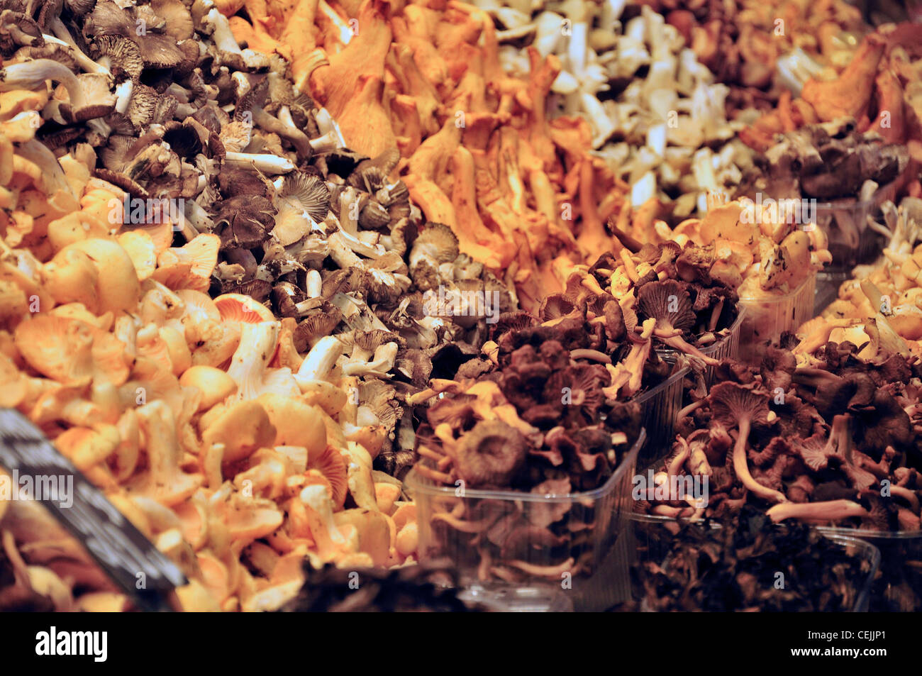 Barcelona, Spain. La Boqueria market. Mushroom stall Stock Photo - Alamy