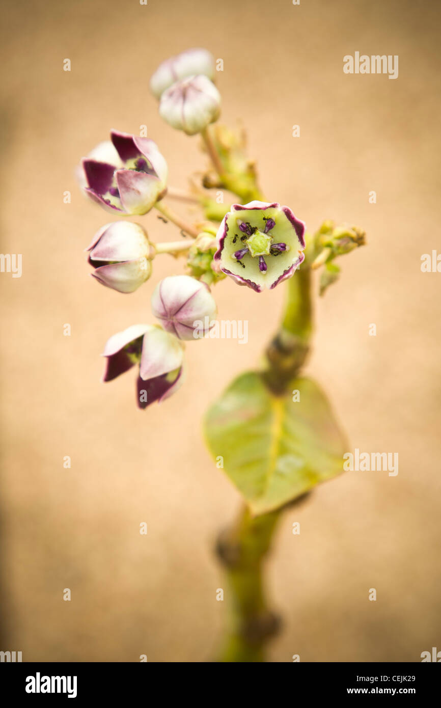 The white flower, Sodom's Apple, Calotropis procera, in Oman Stock ...