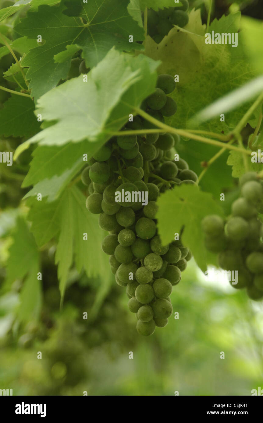 Grapes detail hi-res stock photography and images - Alamy
