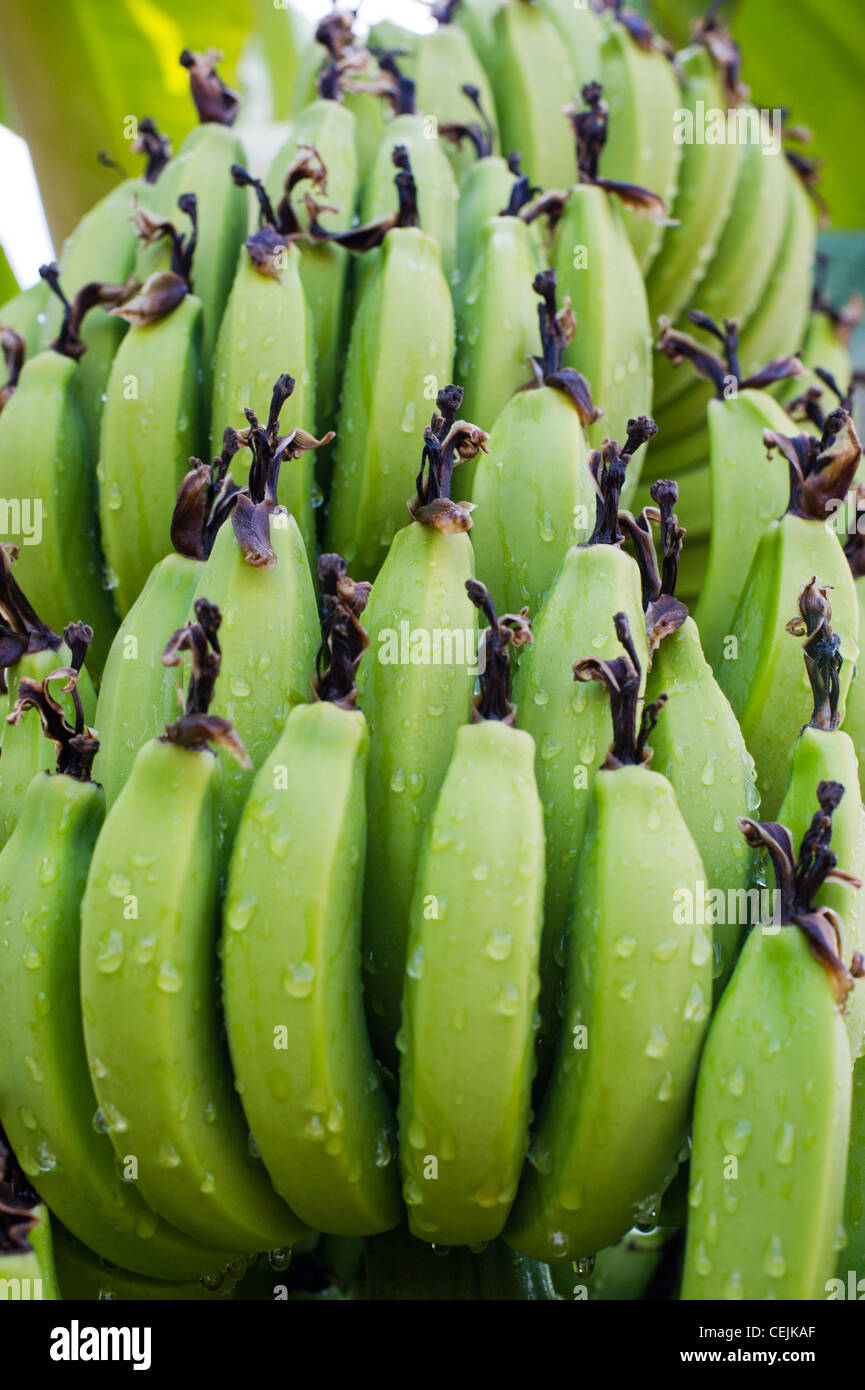 Bananas ripening on tree hi-res stock photography and images - Alamy