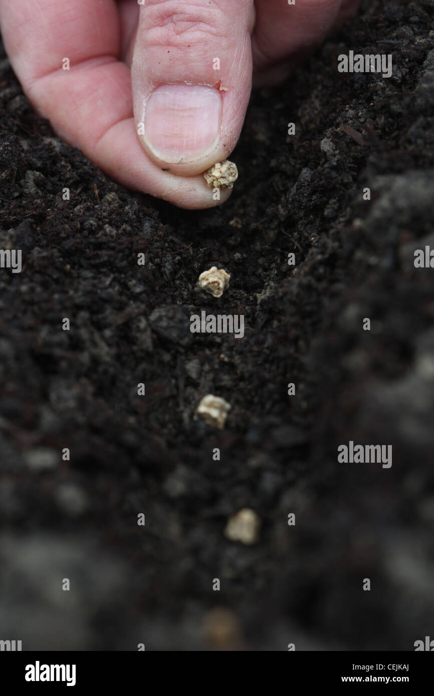 Planting swiss chard seeds in a prepared bed Stock Photo - Alamy