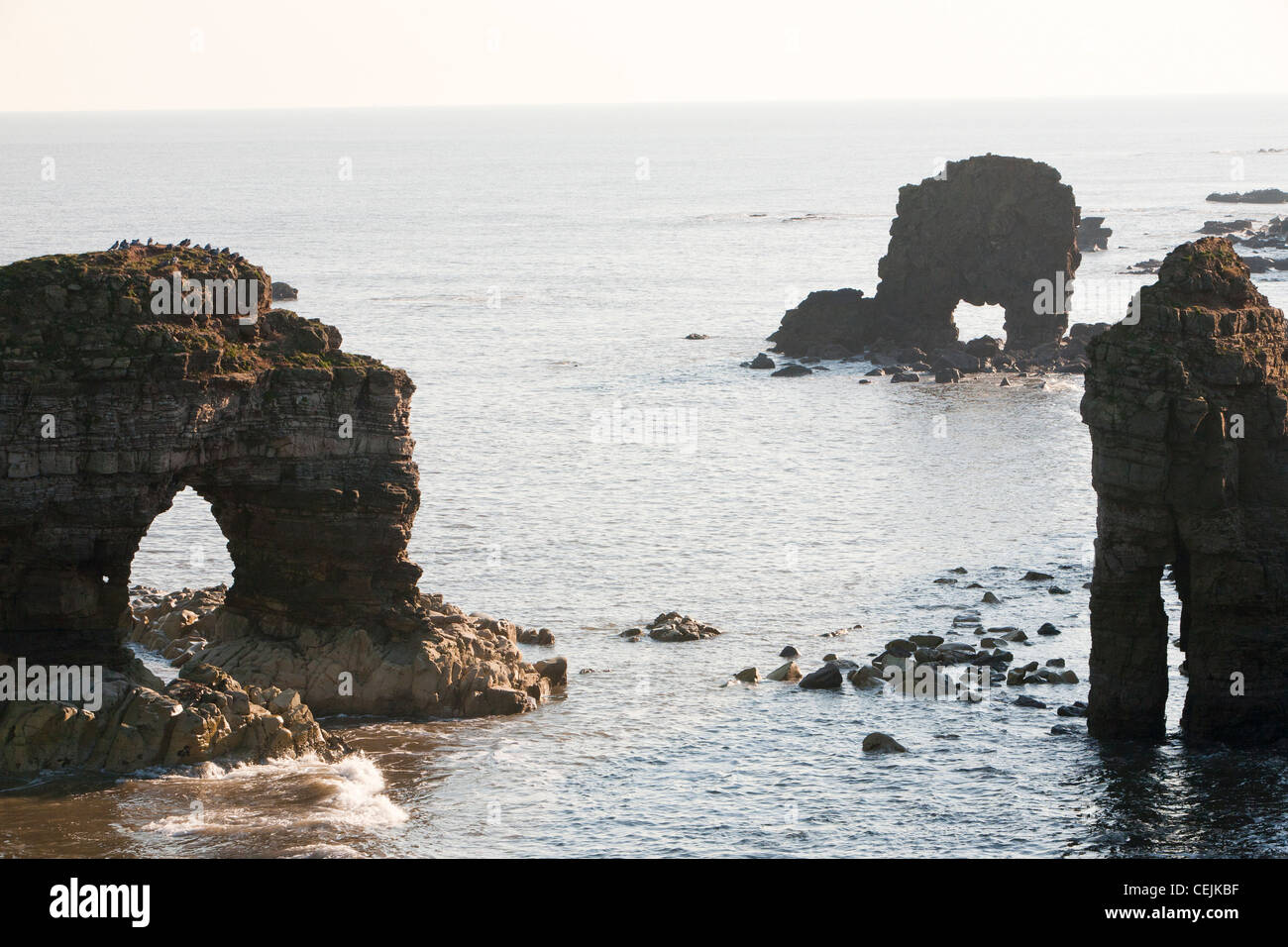 Sea stacks and sea arch on the North East coast at whitburn, between ...