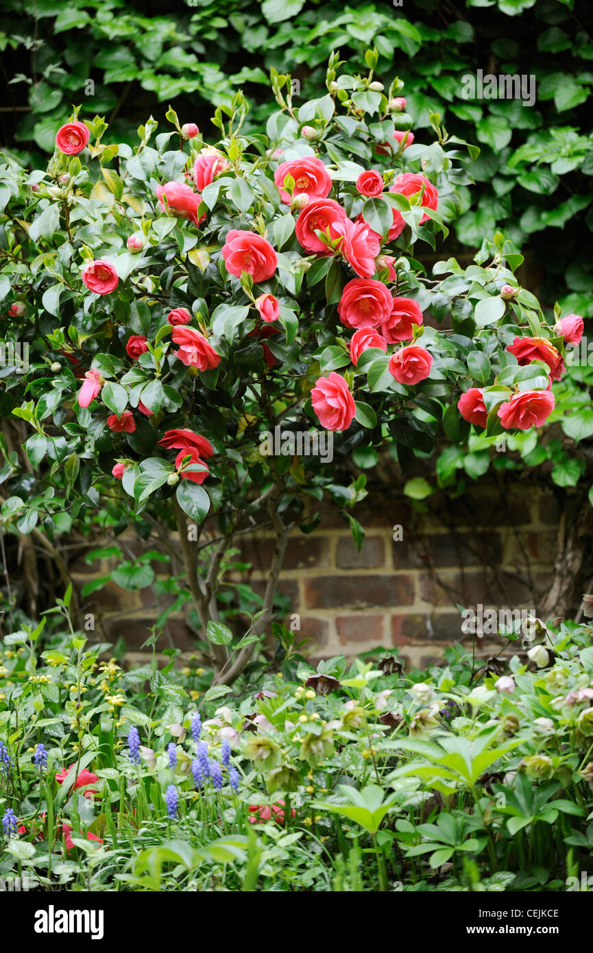 Hidden Treasure Flowering borders of Grape Hyacinth flowers, Camelia ...