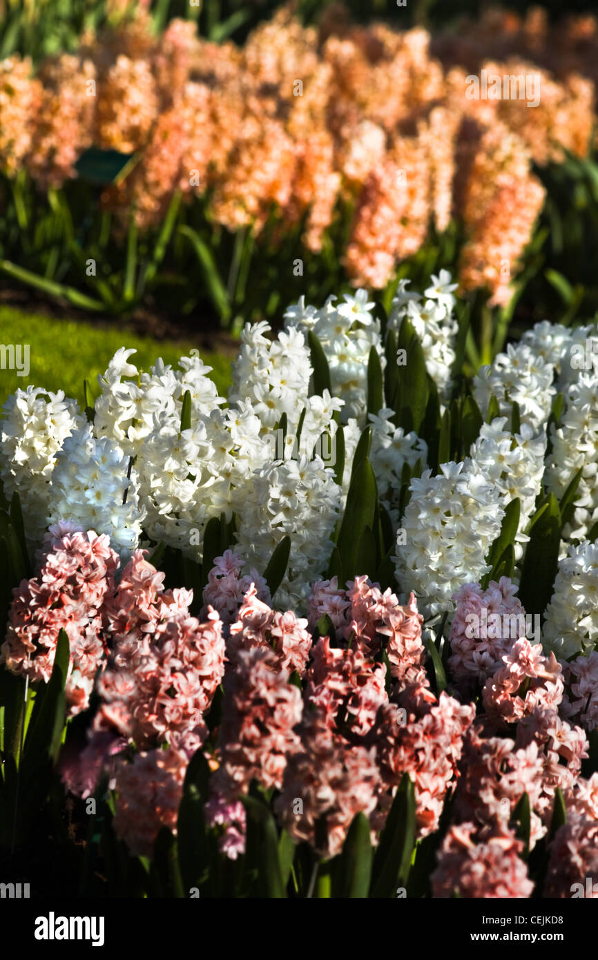 Colorful hyacinths blooming with orange, white and pink pastel colors ...