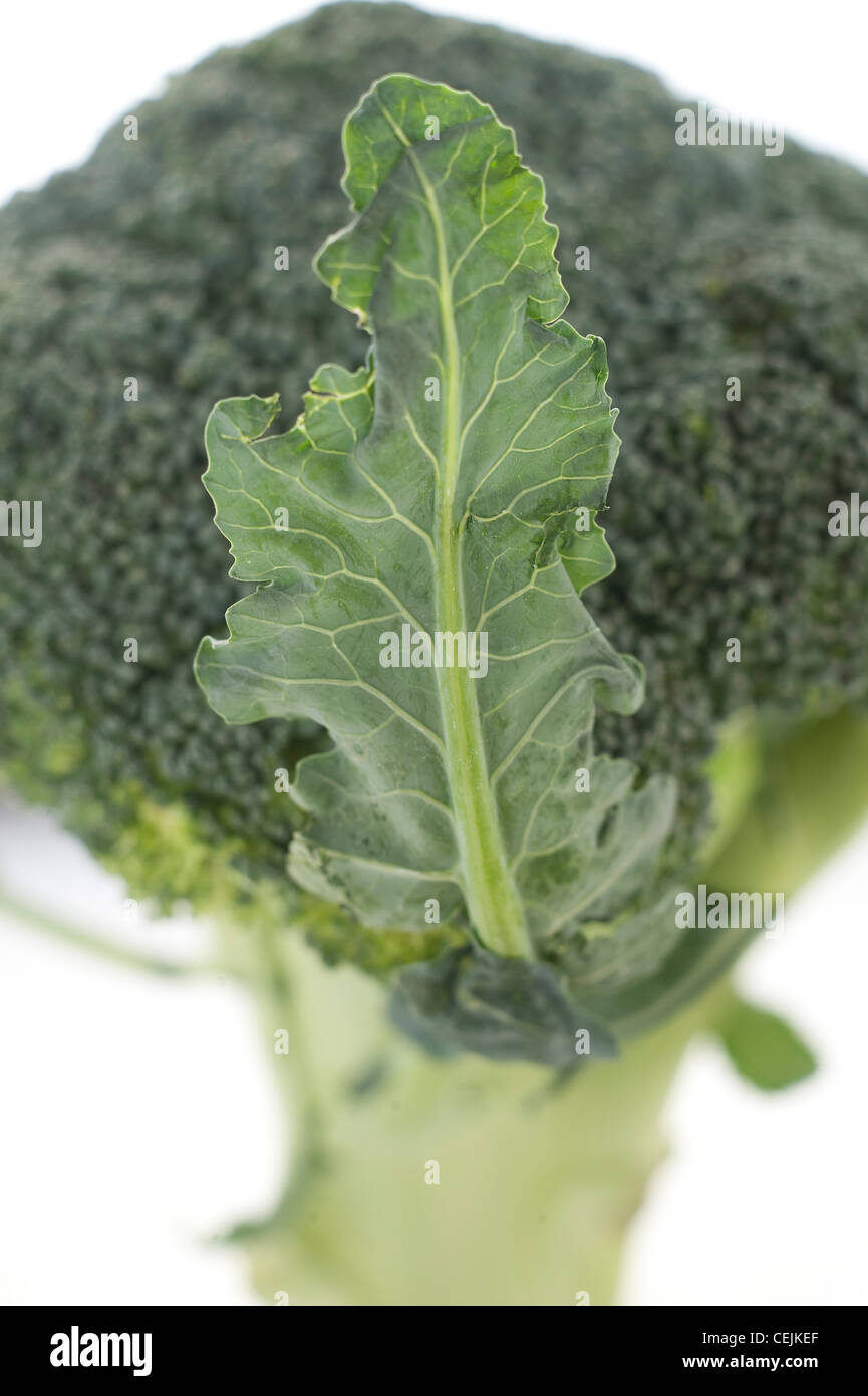 A still life image of a broccoli floret with one leaf Stock Photo - Alamy