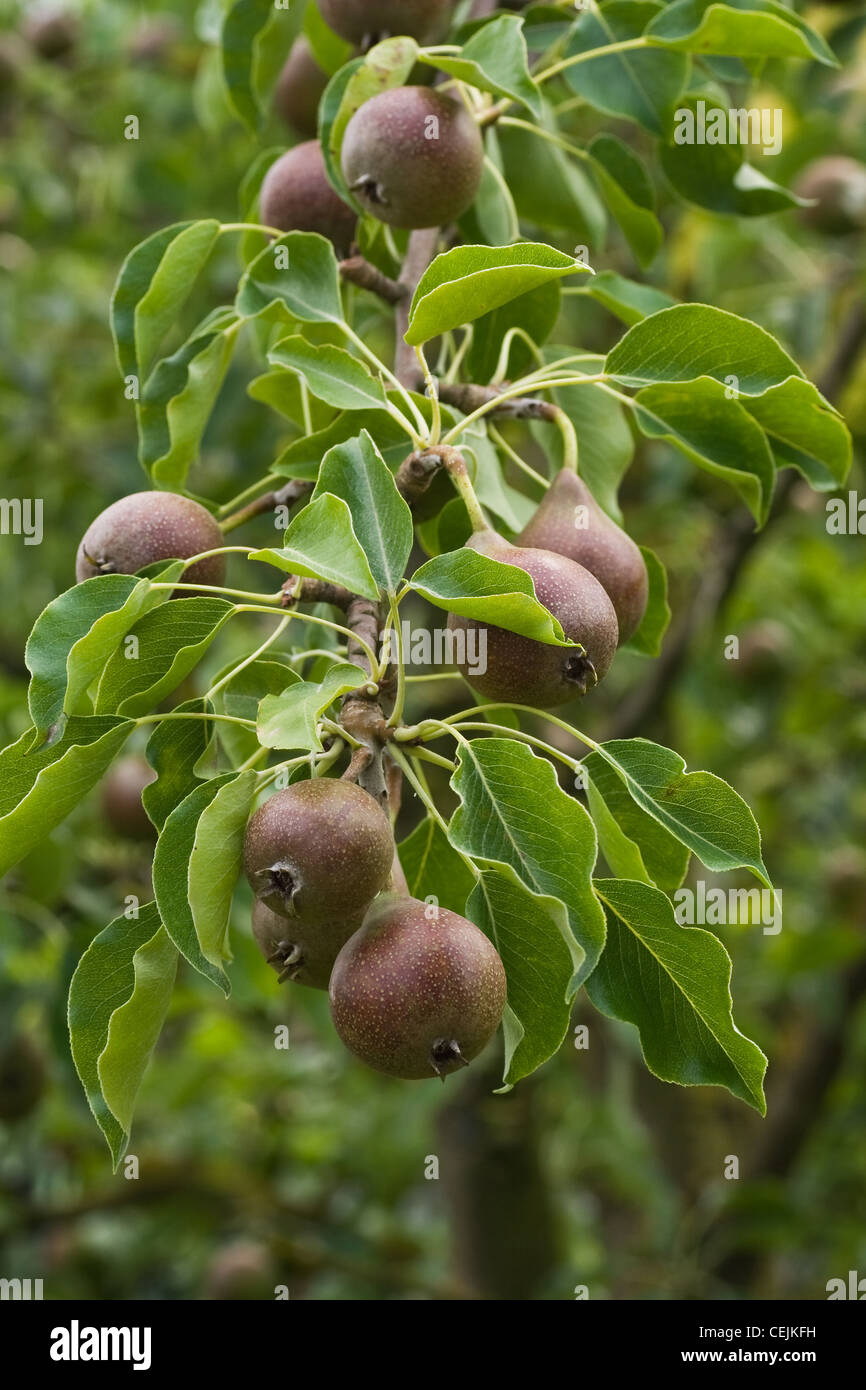 Peartree hi-res stock photography and images - Alamy