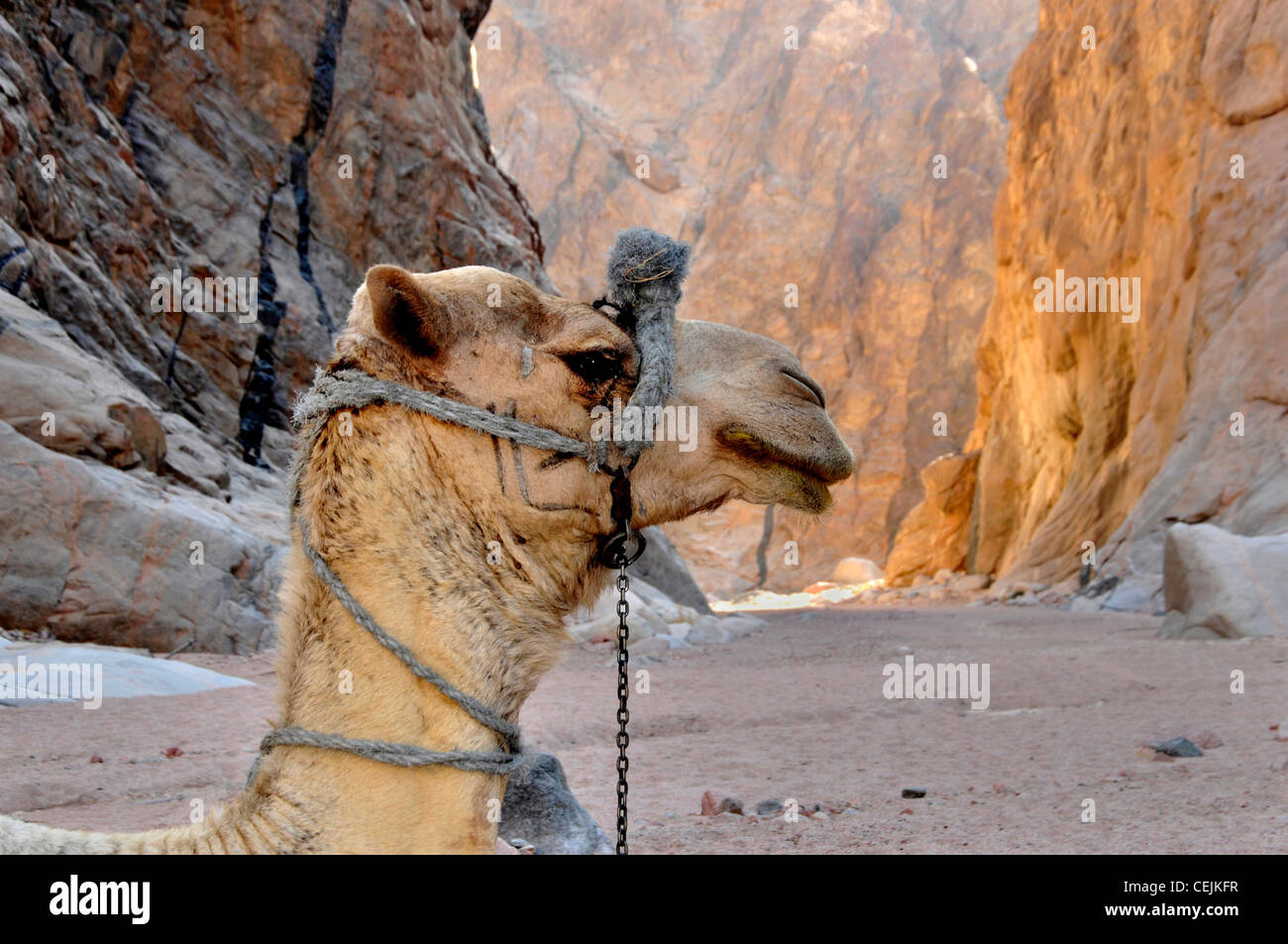 Camel in desert Stock Photo - Alamy