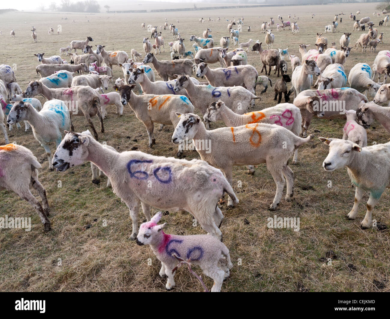 Lottery bingo paired pairs hi-res stock photography and images - Alamy