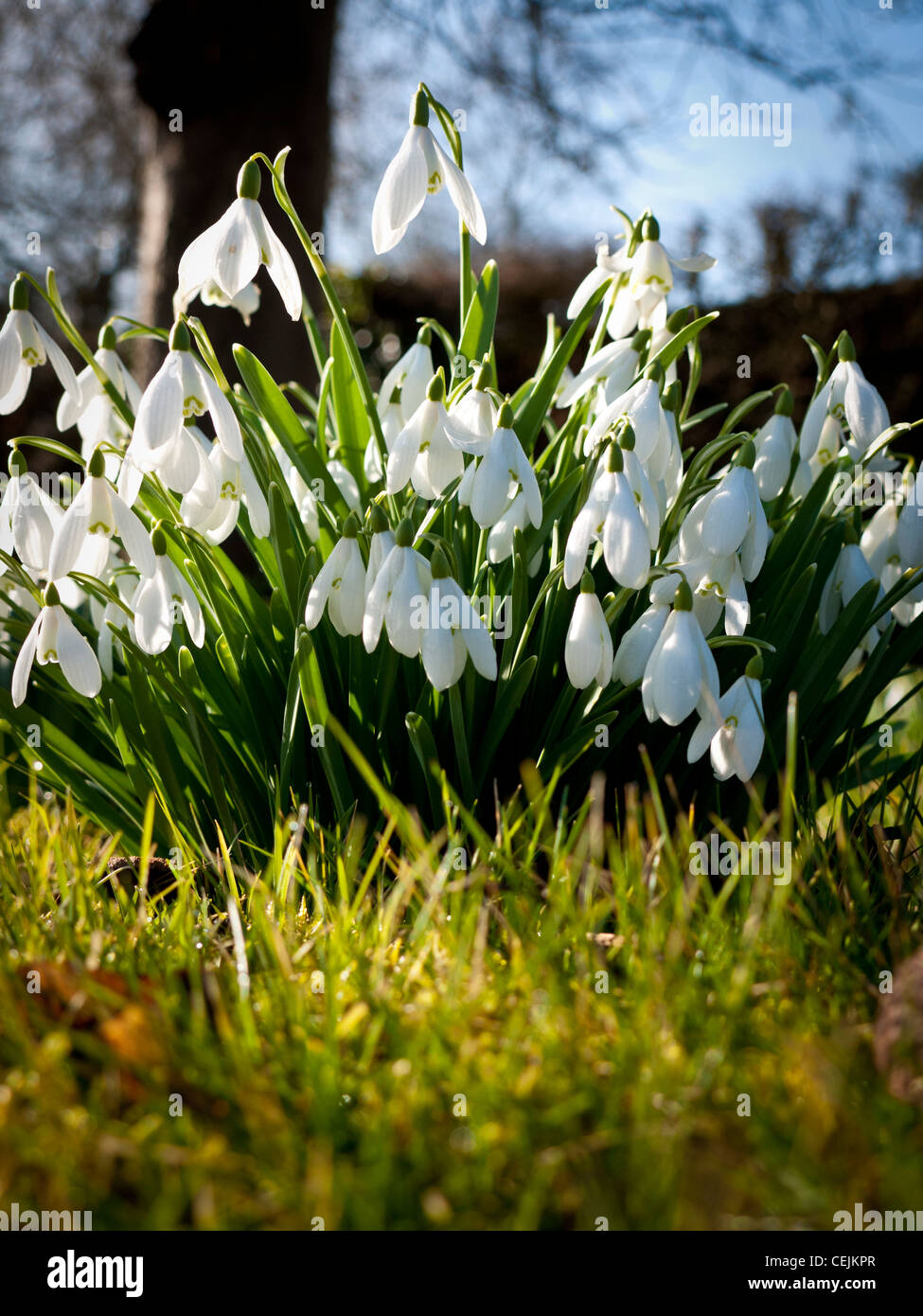 Snowdrops galanthus nivalis in spring Stock Photo - Alamy