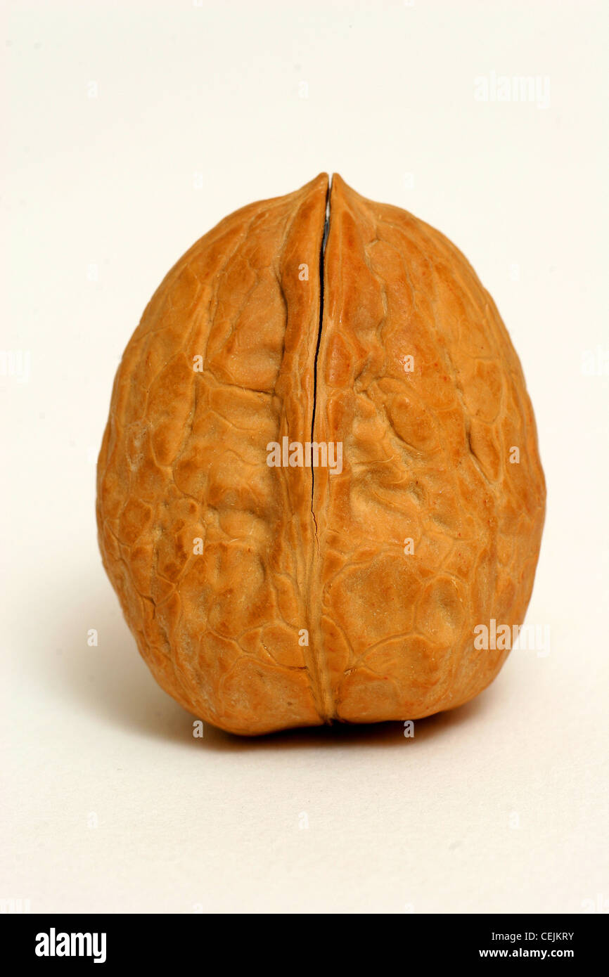 Inside walnut hi-res stock photography and images - Alamy