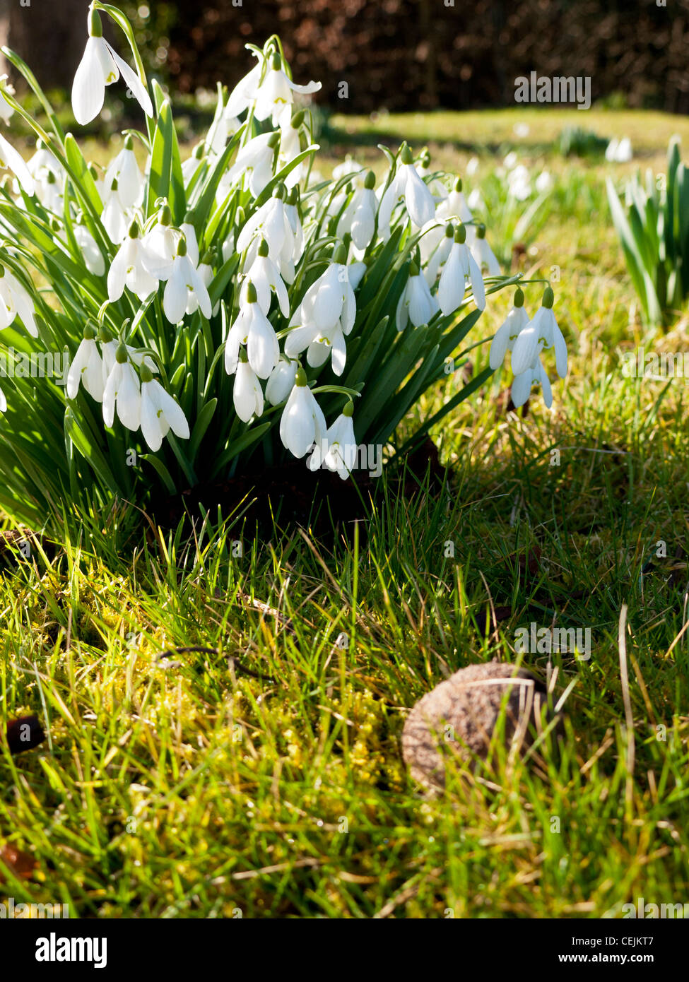 Spring flowering galanthus snowdrops hi-res stock photography and ...