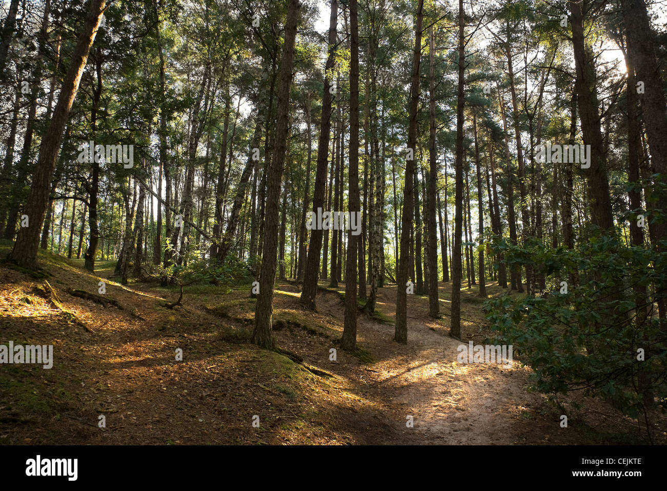 Green forest in summer - horizontal image Stock Photo - Alamy