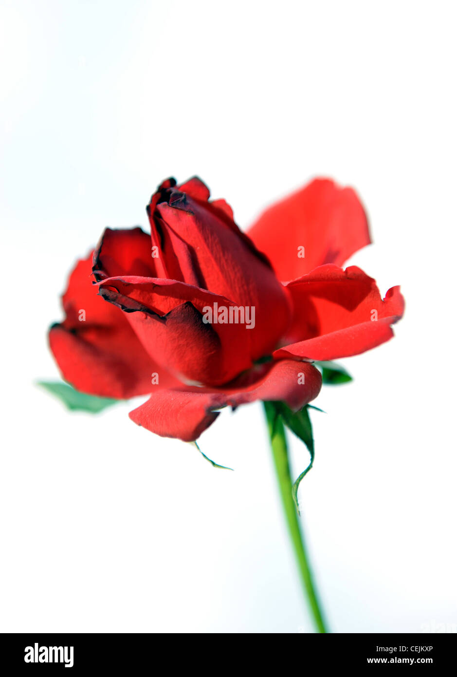 Red flowers white edges hi-res stock photography and images - Alamy