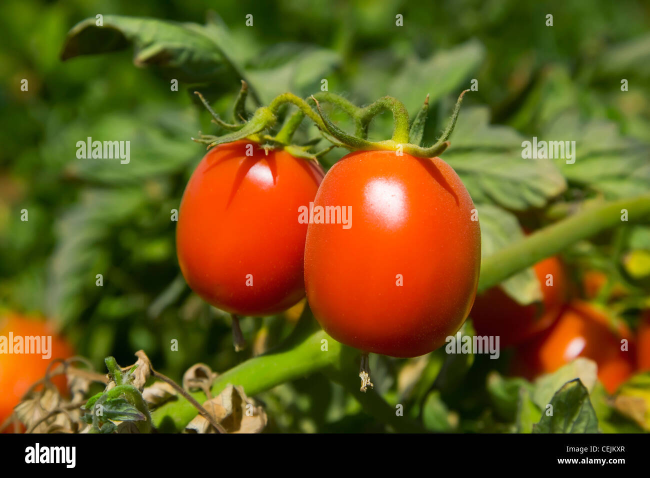 Mature growth processing tomato field hi-res stock photography and ...