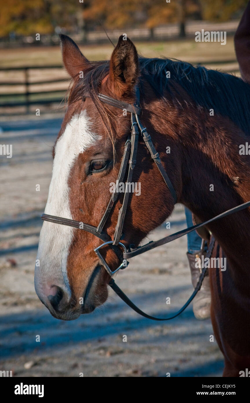 Young girls take horseback riding lessons Stock Photo - Alamy