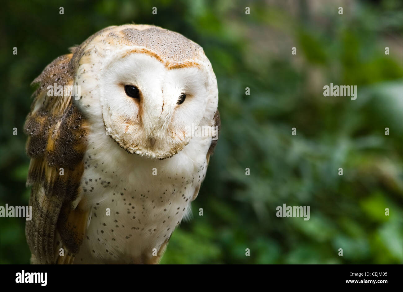 Barn owl scientific name tyto alba hi-res stock photography and images ...