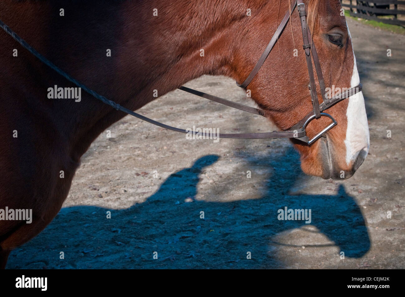 Young girls take horseback riding lessons Stock Photo - Alamy