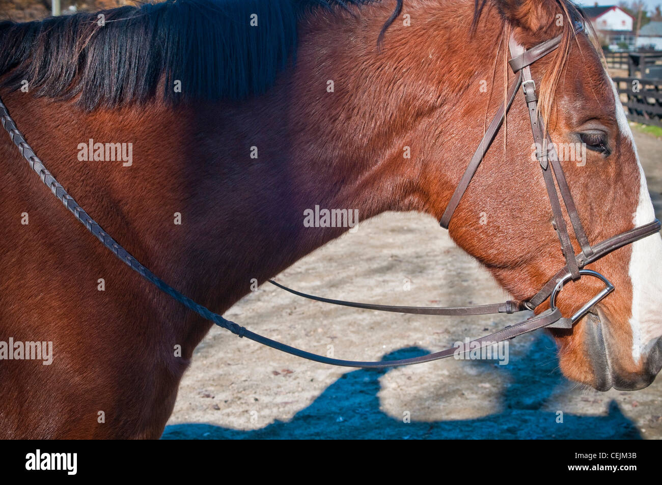 Young girls take horseback riding lessons Stock Photo - Alamy