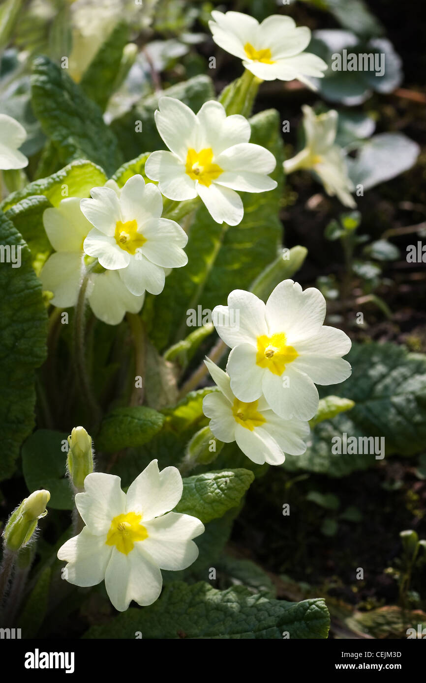 Common primrose, English primrose or Primula vulgaris blooming in the ...