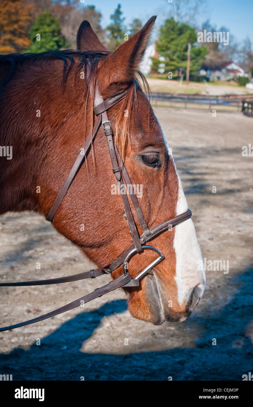 Close up horse, rider shadow Stock Photo - Alamy