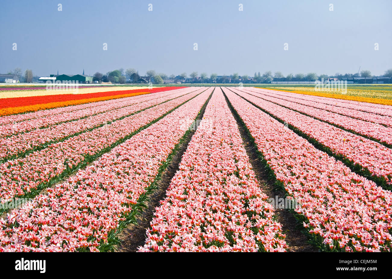 Spring flowers field hi-res stock photography and images - Alamy