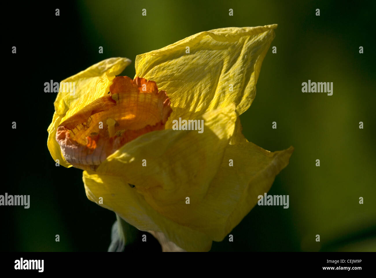 whithering yellow tulips Stock Photo - Alamy