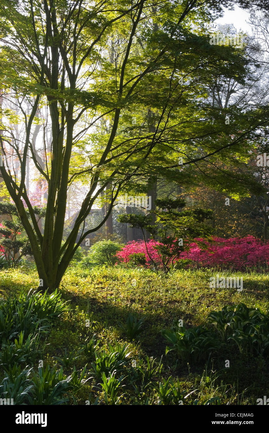 Japanese azaleas hi-res stock photography and images - Alamy