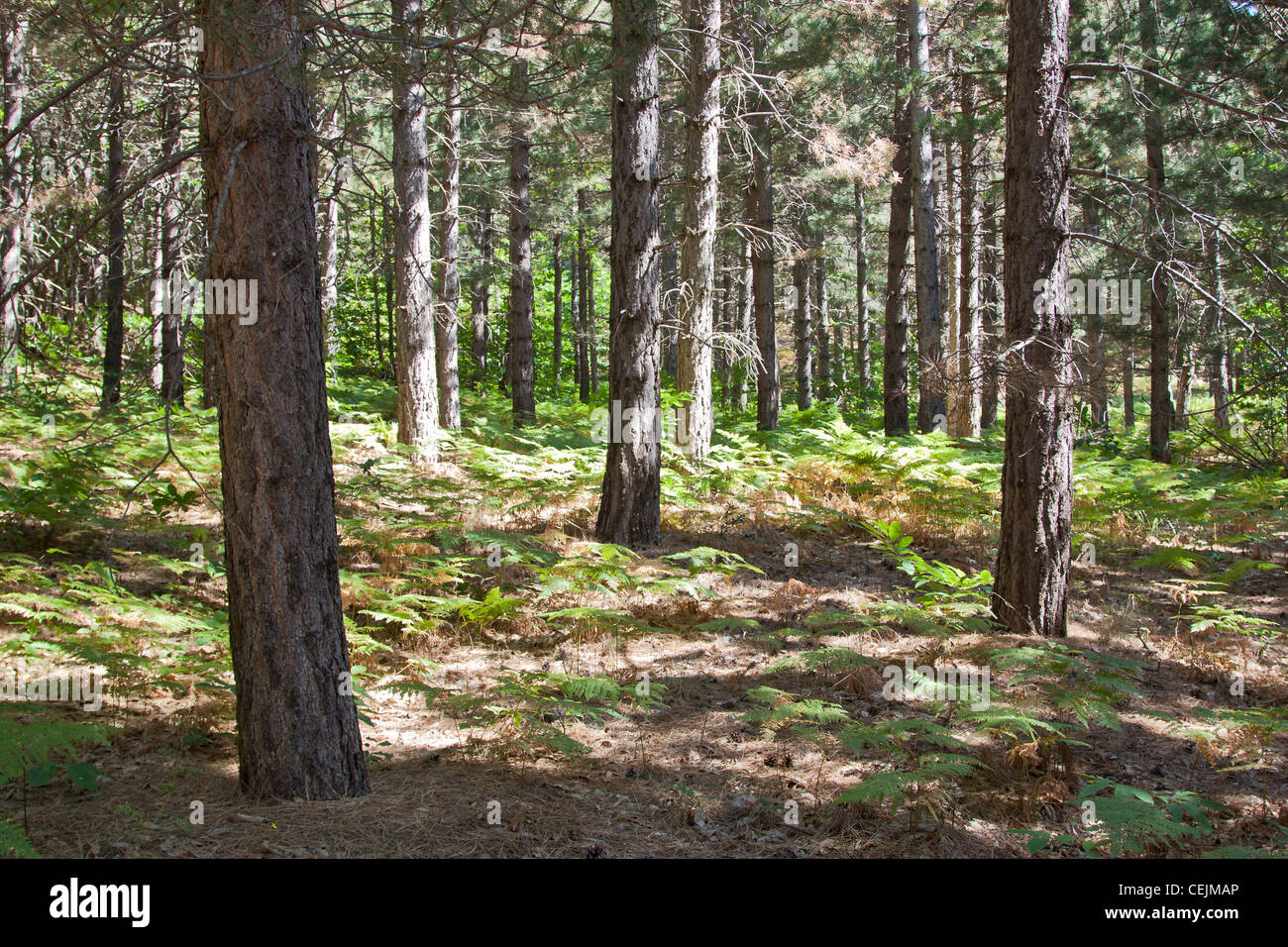Depth of coniferous forest Stock Photo - Alamy