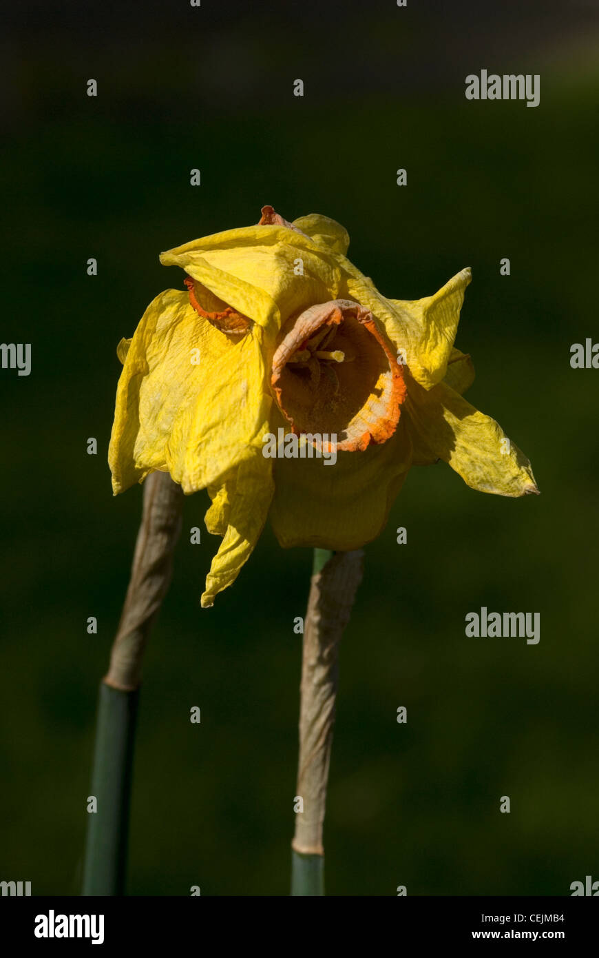 whithering yellow tulips Stock Photo - Alamy