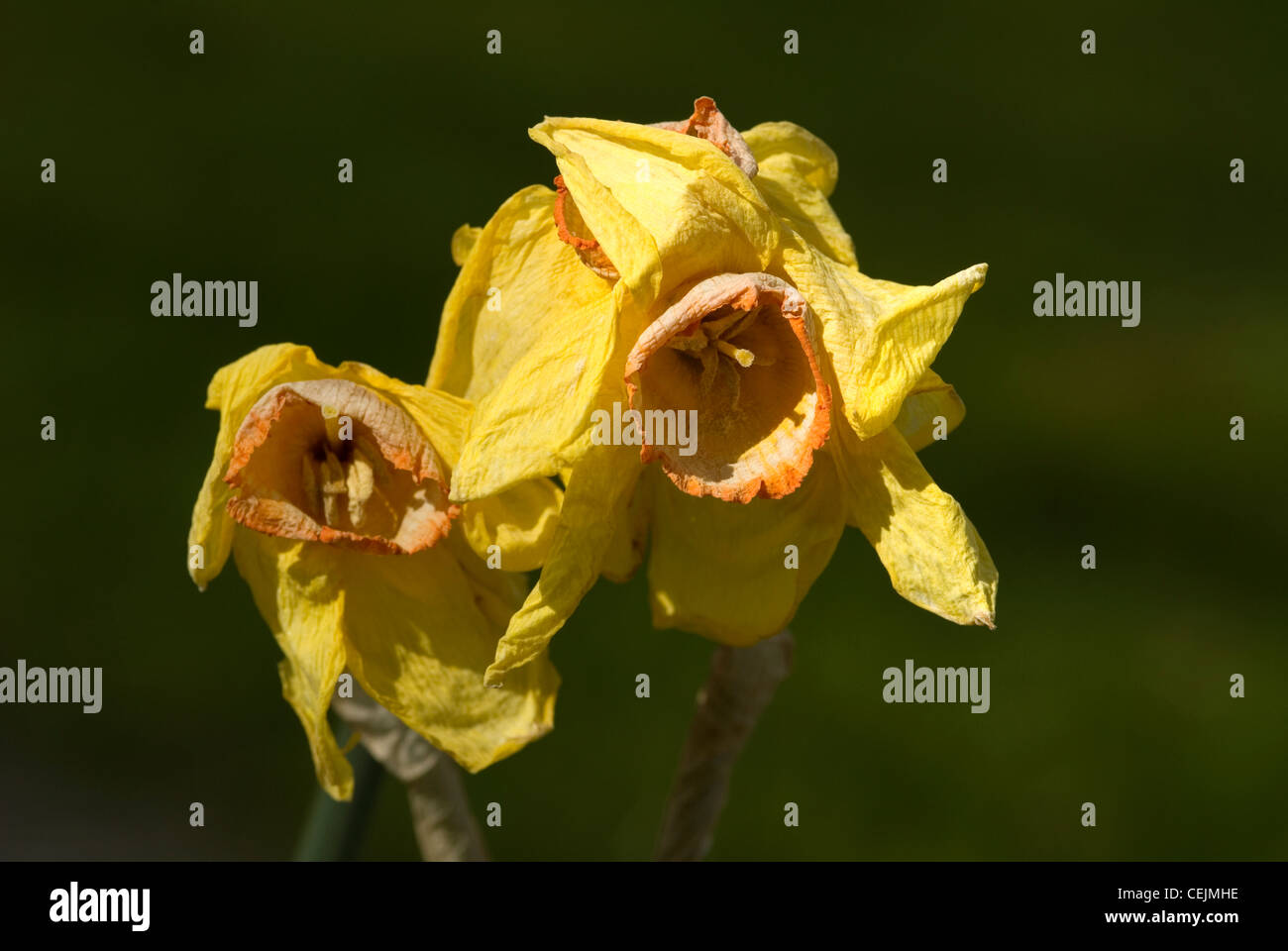 whithering yellow tulips Stock Photo - Alamy