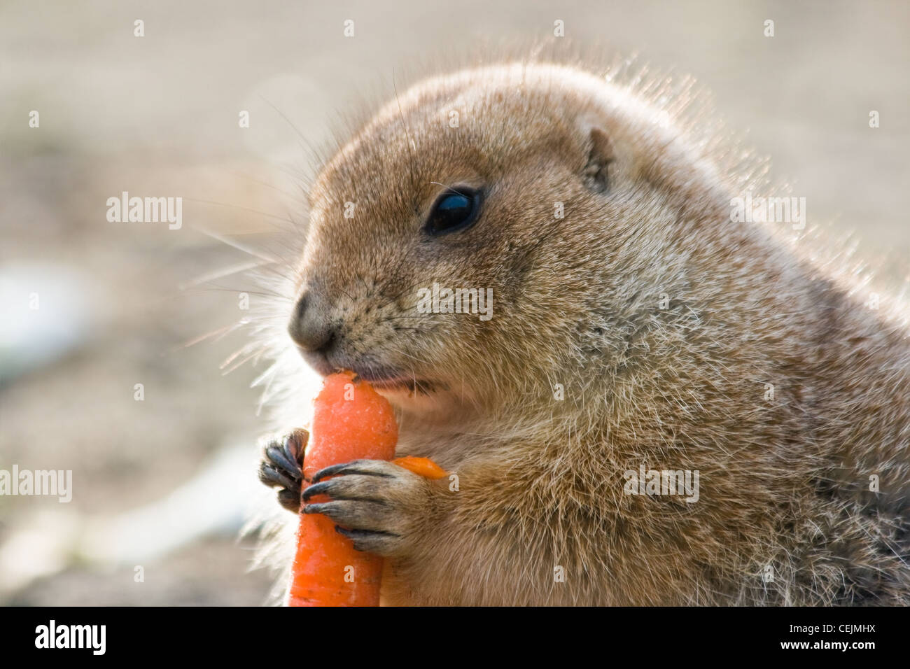 Prairie dog having a good meal with a big carrot Stock Photo - Alamy