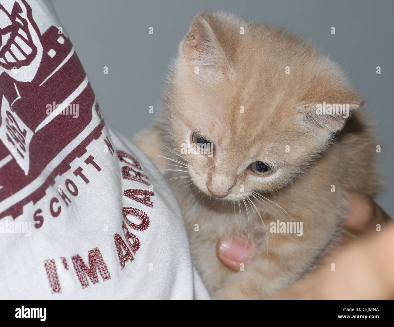 1 week old kitten hi-res stock photography and images - Alamy