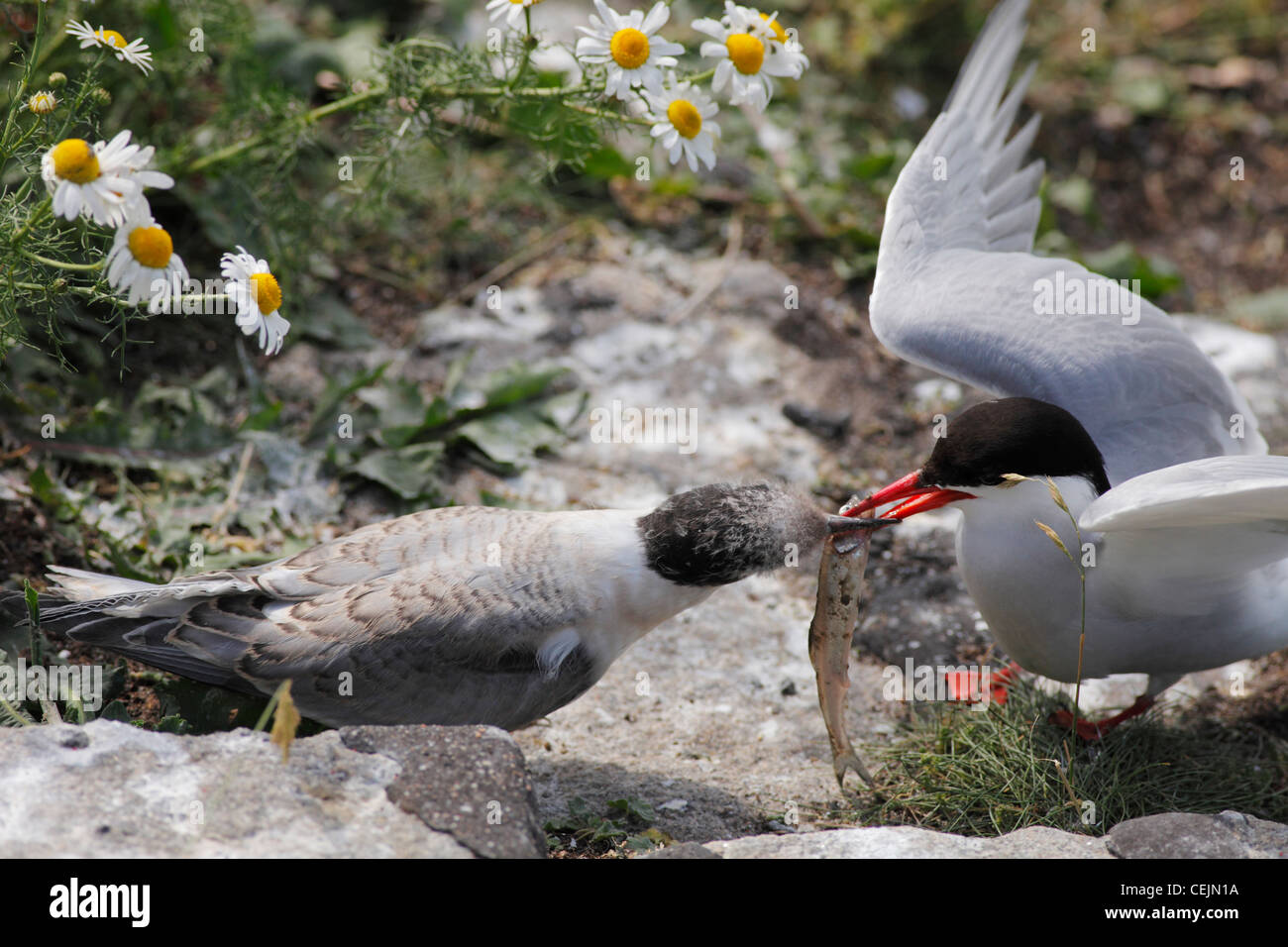 Tern feeding hi-res stock photography and images - Alamy