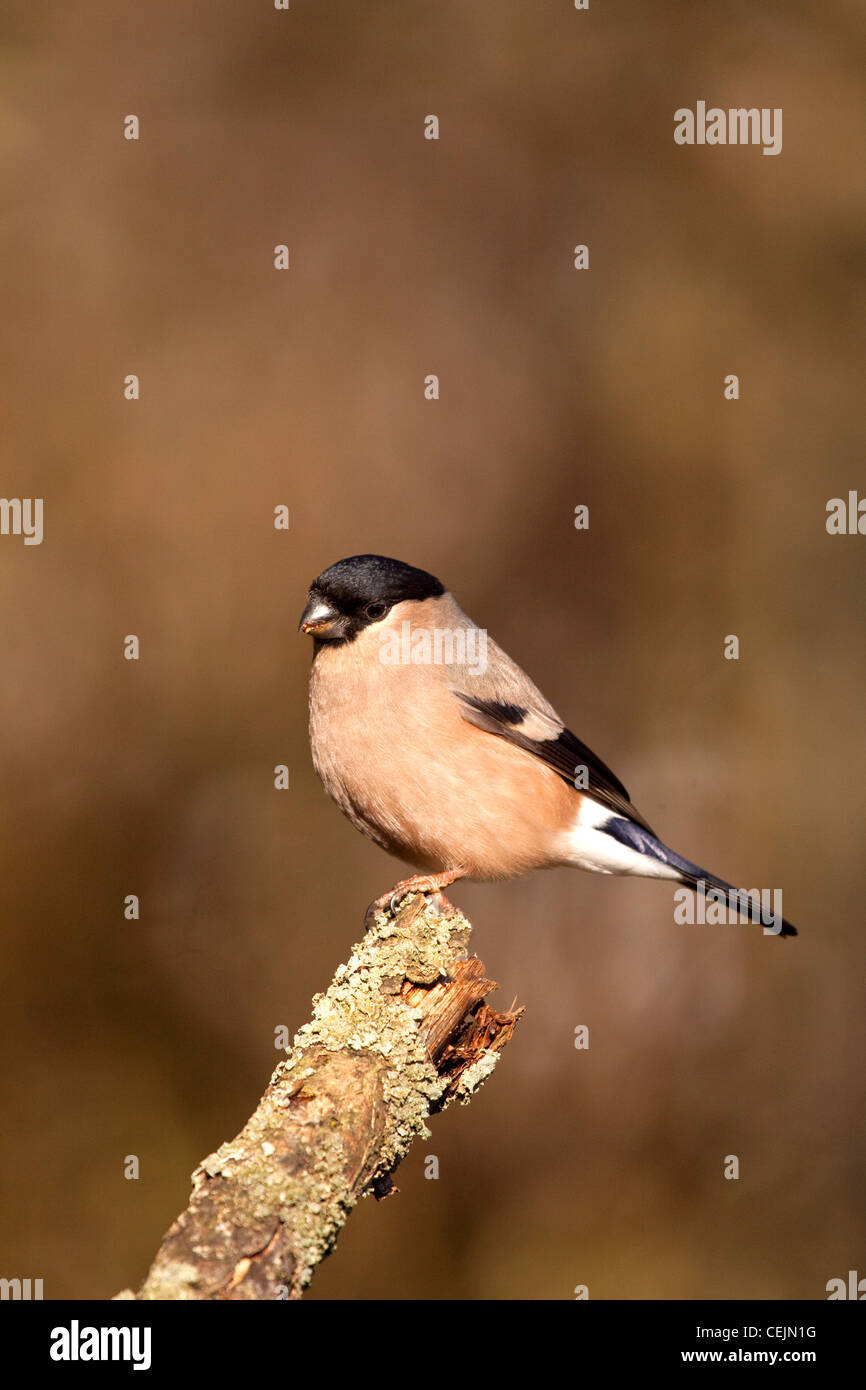 Bullfinch Uk
