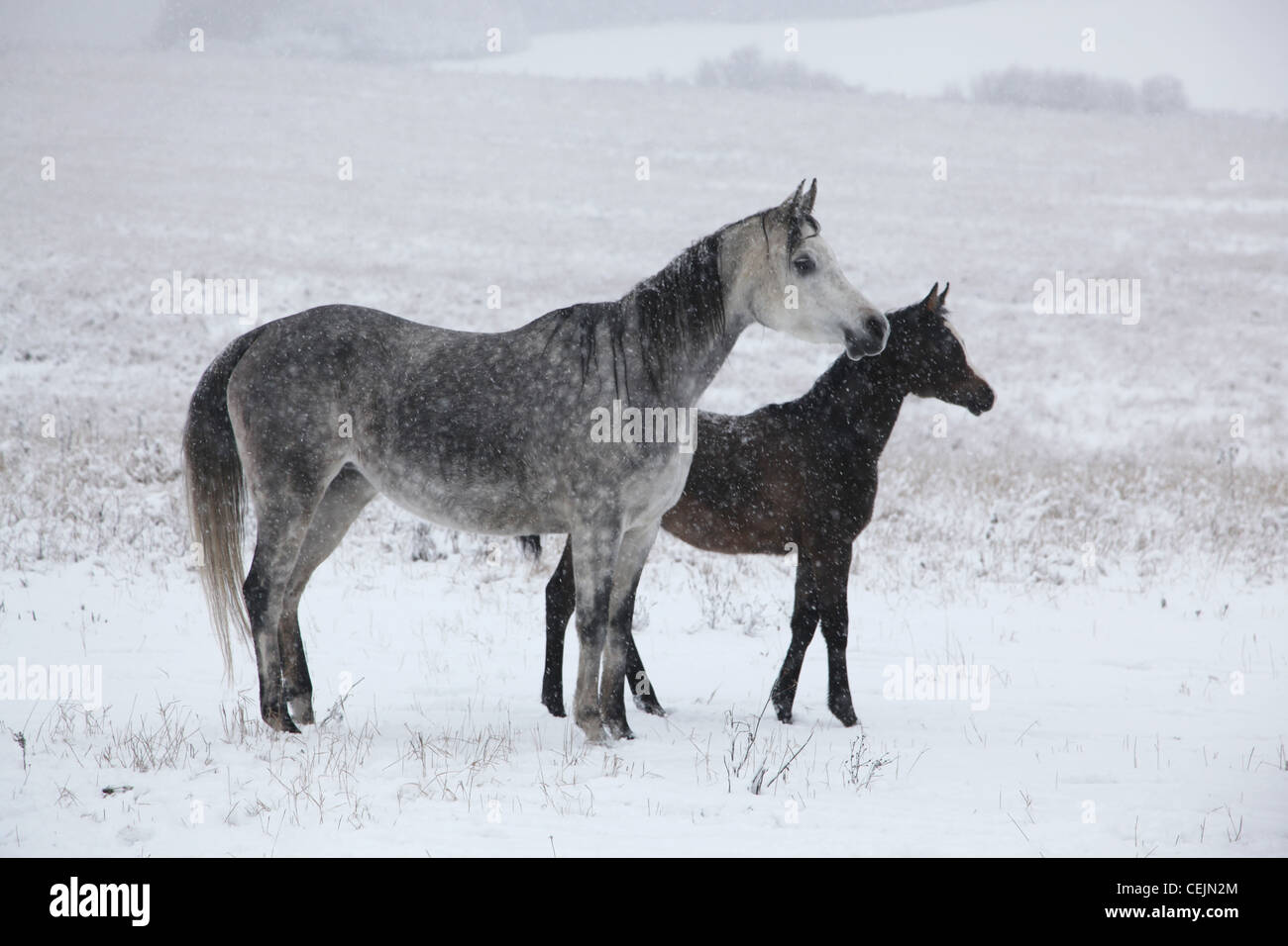 Horse breeding hi-res stock photography and images - Alamy