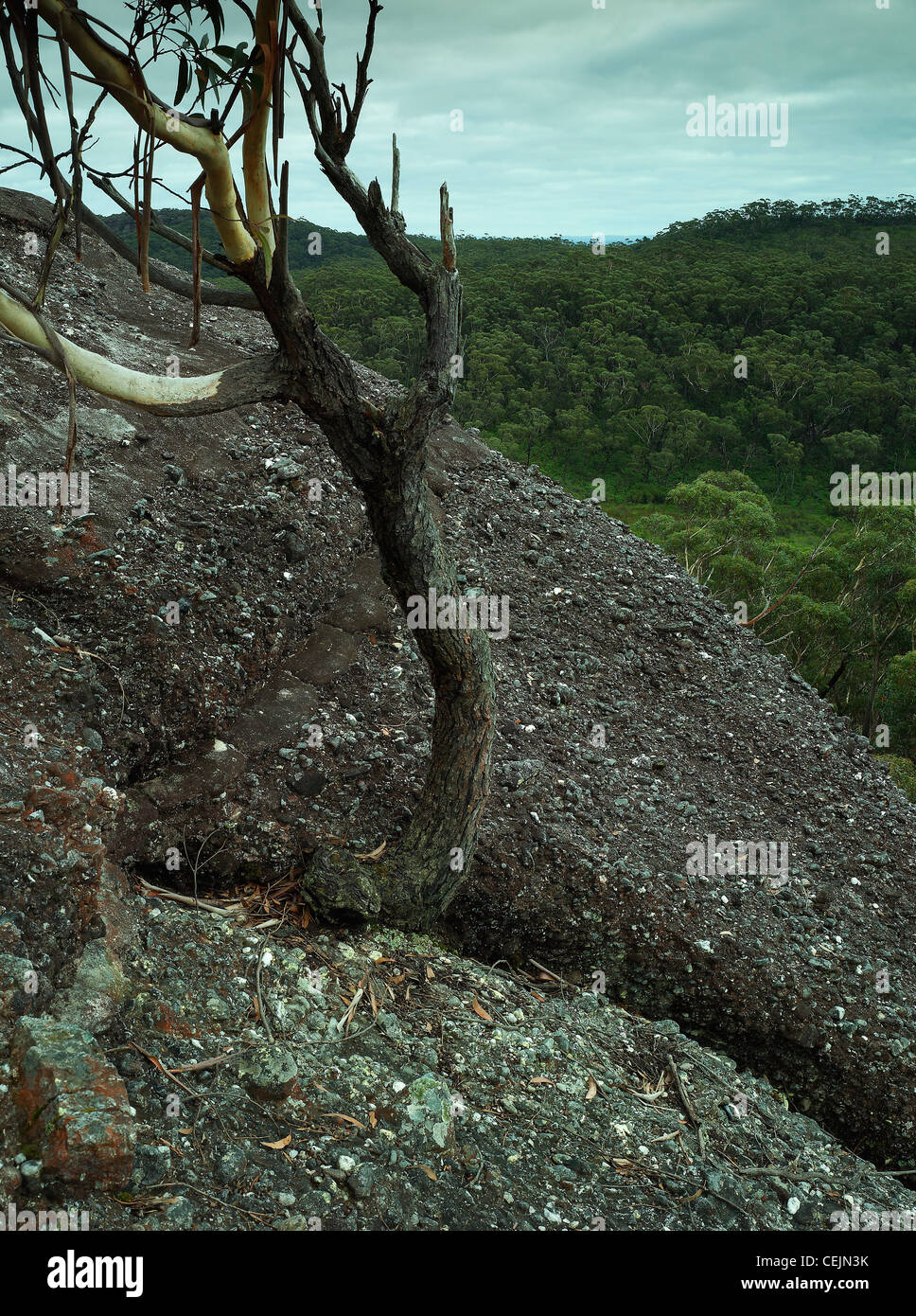 Silvertop Ash growing in harsh conditions in conglomerate sandstone ...